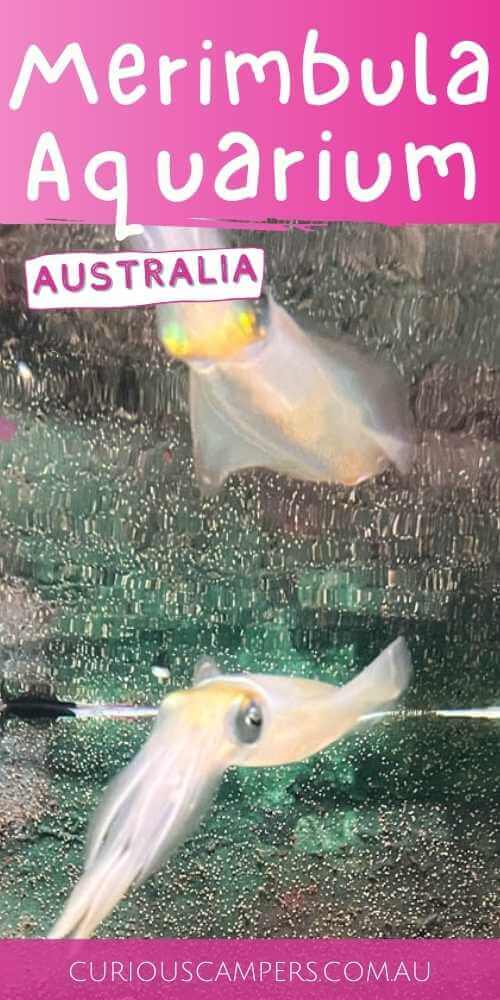 Merimbula Aquarium Review
